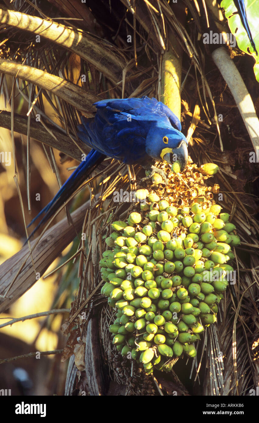 Macaw Palm Fruit High Resolution Stock Photography and Images - Alamy
