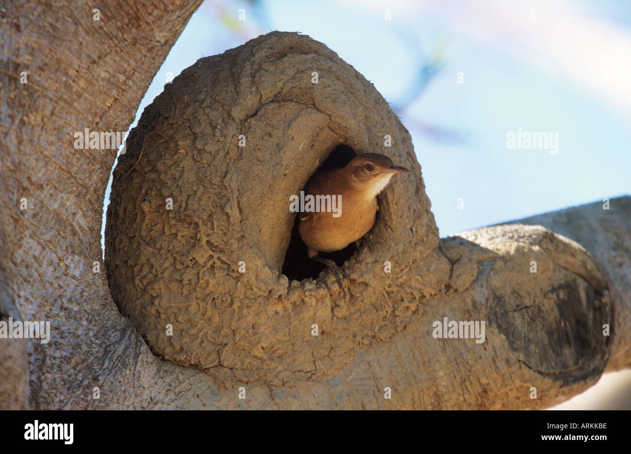 Rufous Hornero (Furnarius rufus) looking out of nest Stock Photo - Alamy