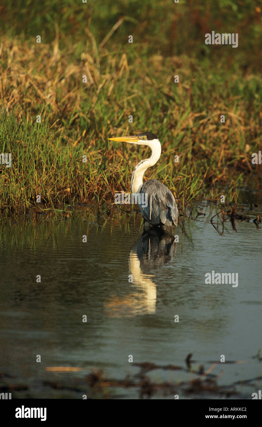 Cocoi egret hi-res stock photography and images - Alamy