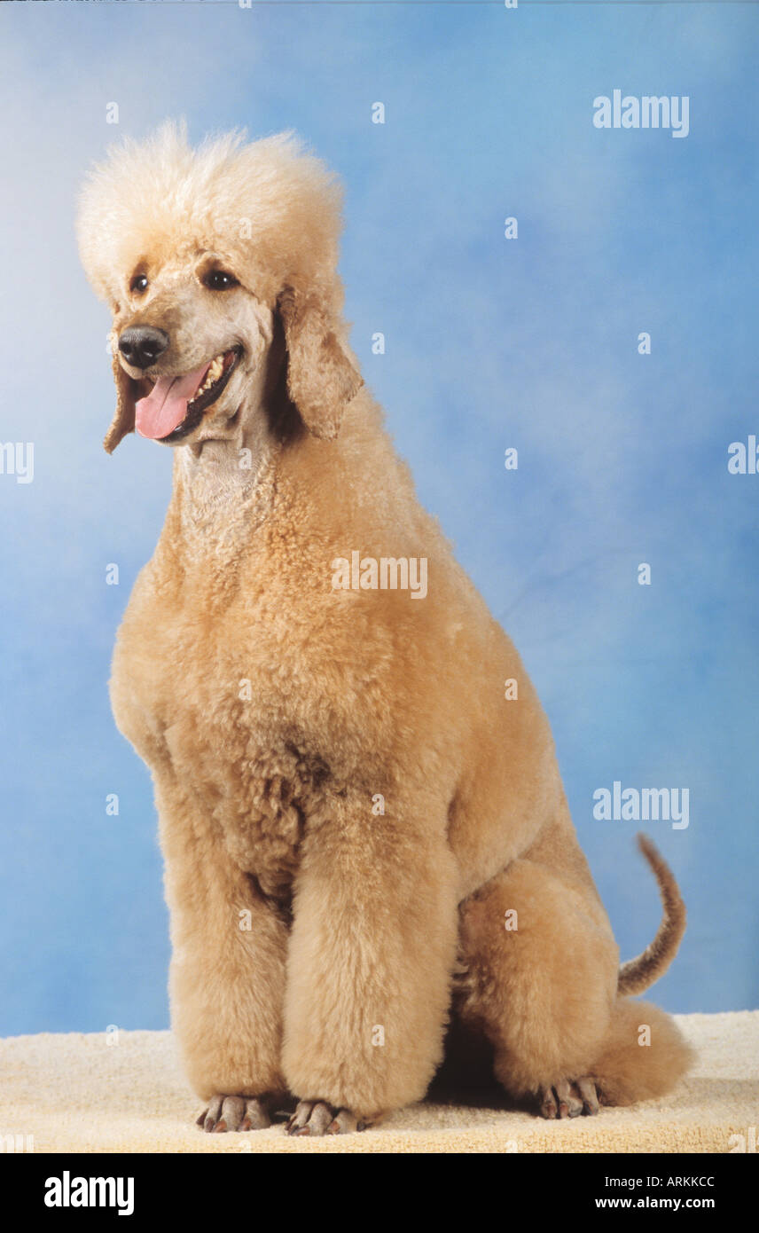 giant poodle dog - sitting Stock Photo - Alamy