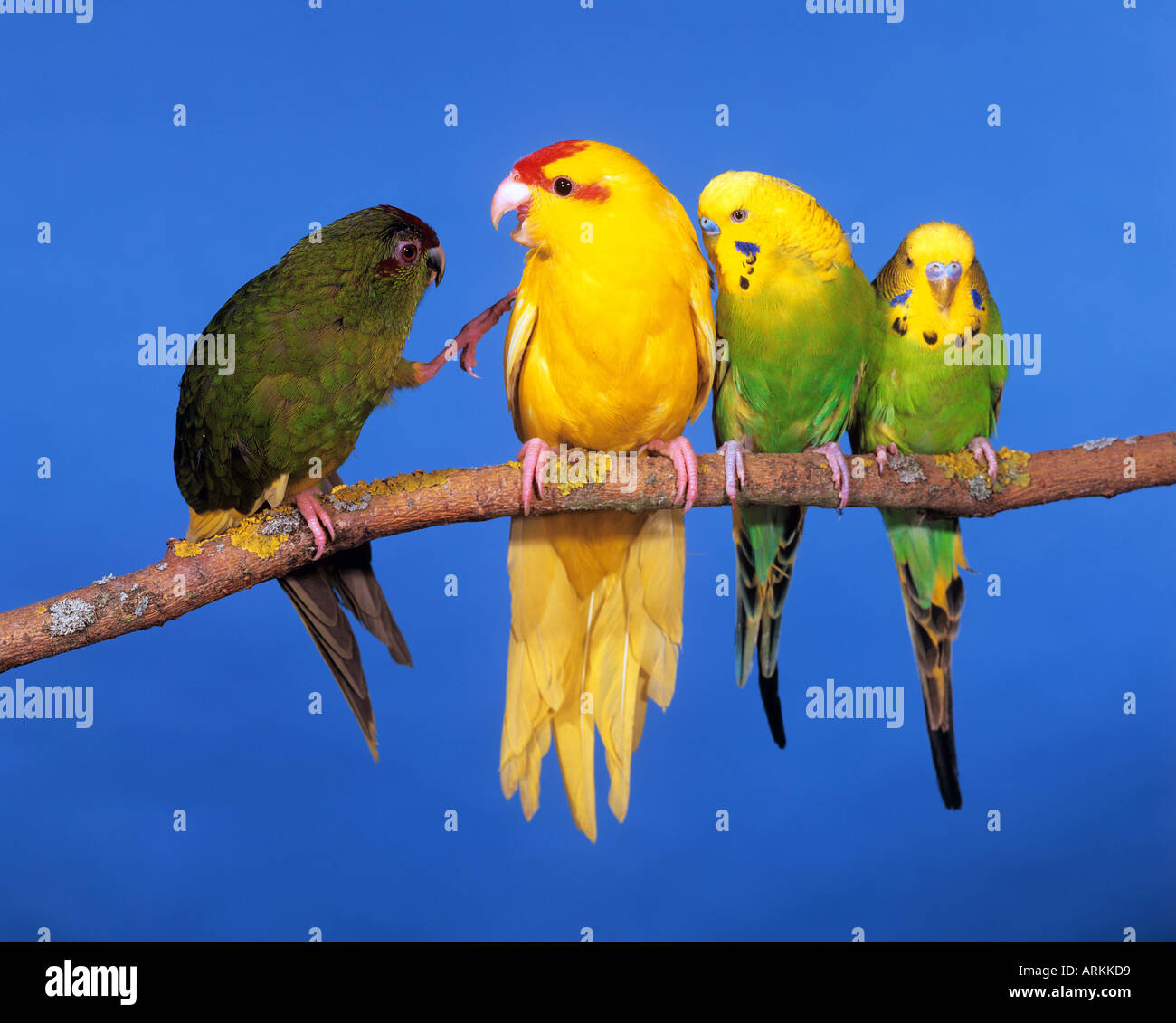 Red fronted parakeets hi-res stock photography and images - Alamy