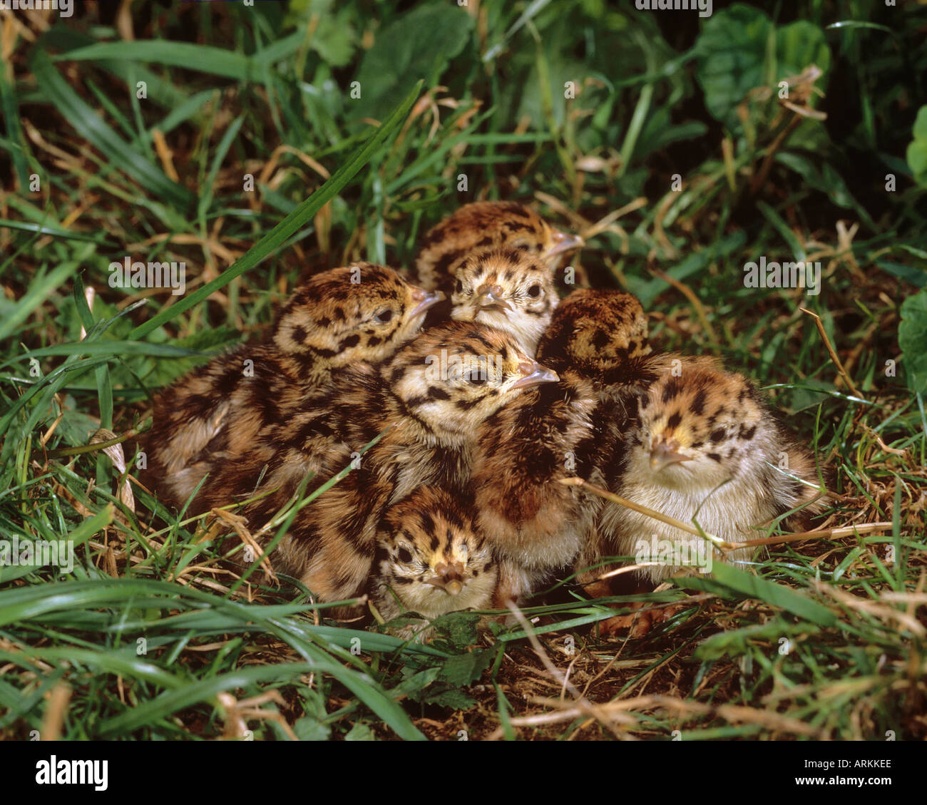 Perdix perdix nest hi-res stock photography and images - Alamy