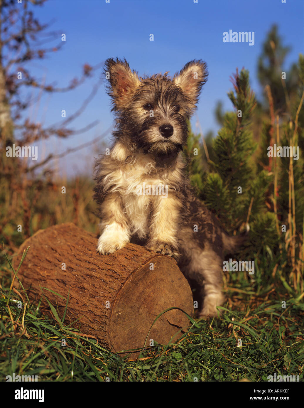 Front paws hi-res stock photography and images - Alamy