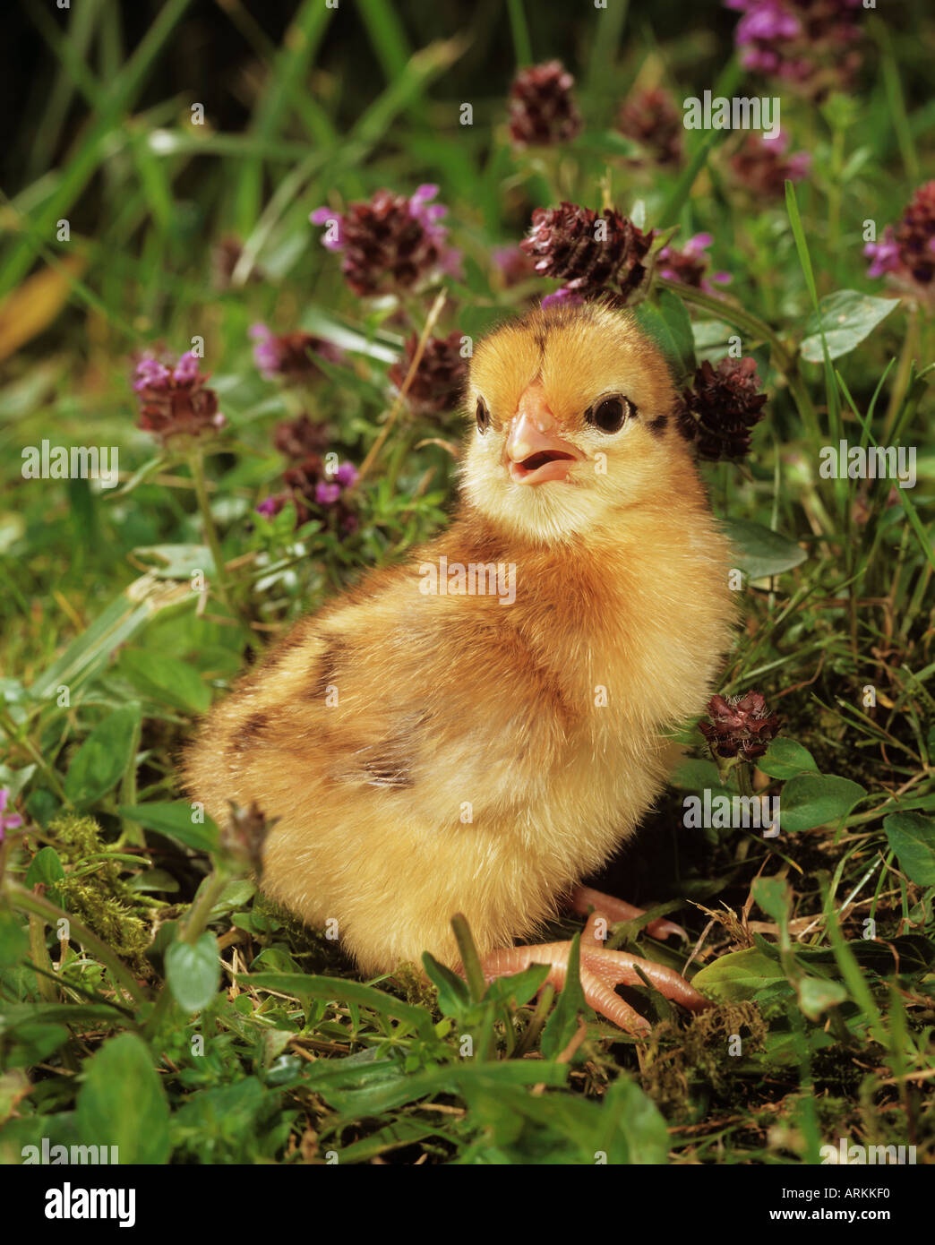 chick - sitting in grass Stock Photo - Alamy