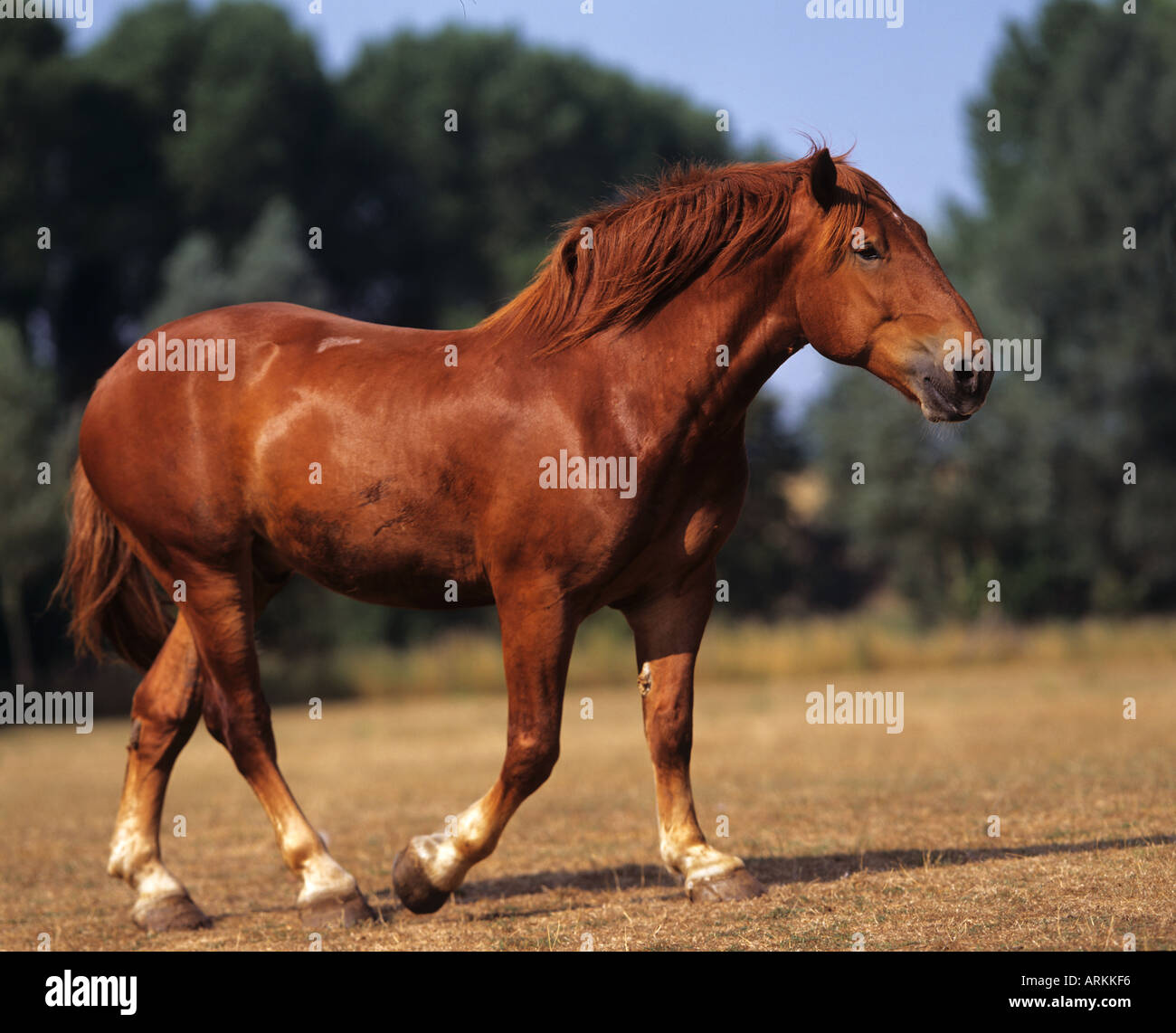 Suffolk Punch horse. Chestnut adult walking on a meadow Stock Photo - Alamy