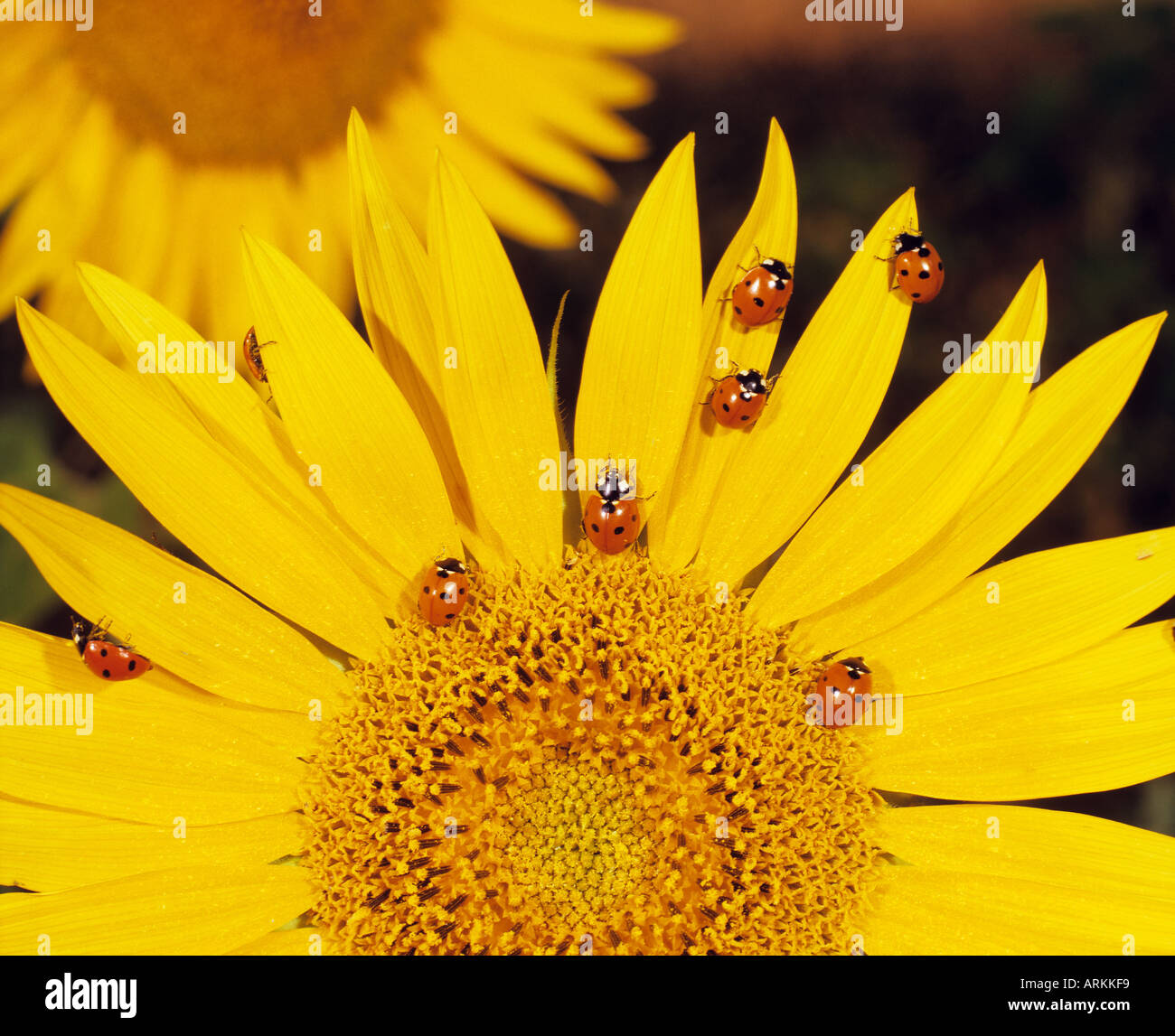 Lady beetle sunflower hi-res stock photography and images - Alamy