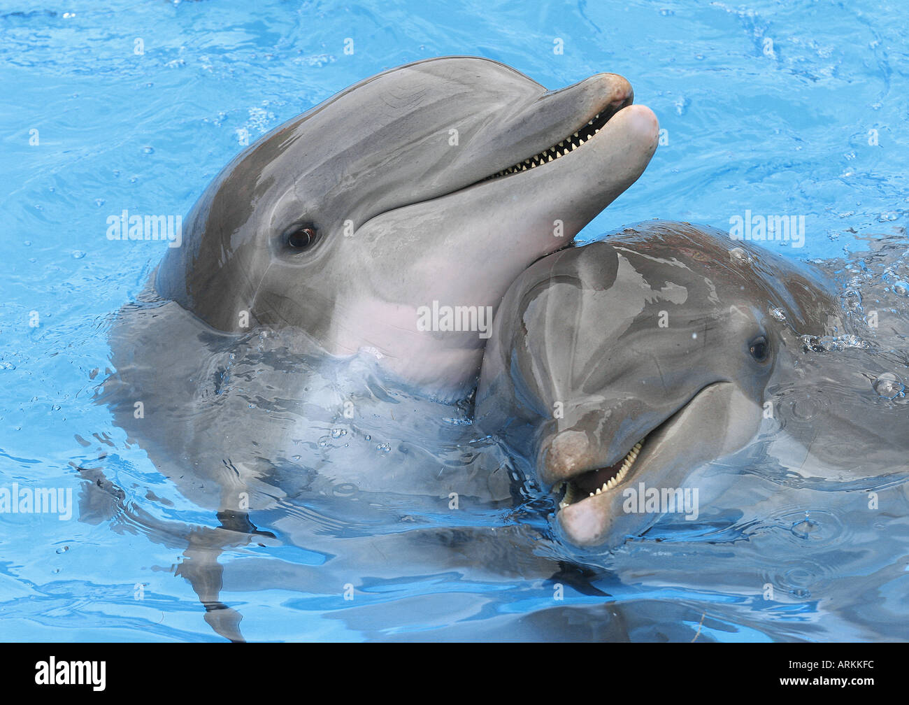 Two dolphin hi-res stock photography and images - Alamy