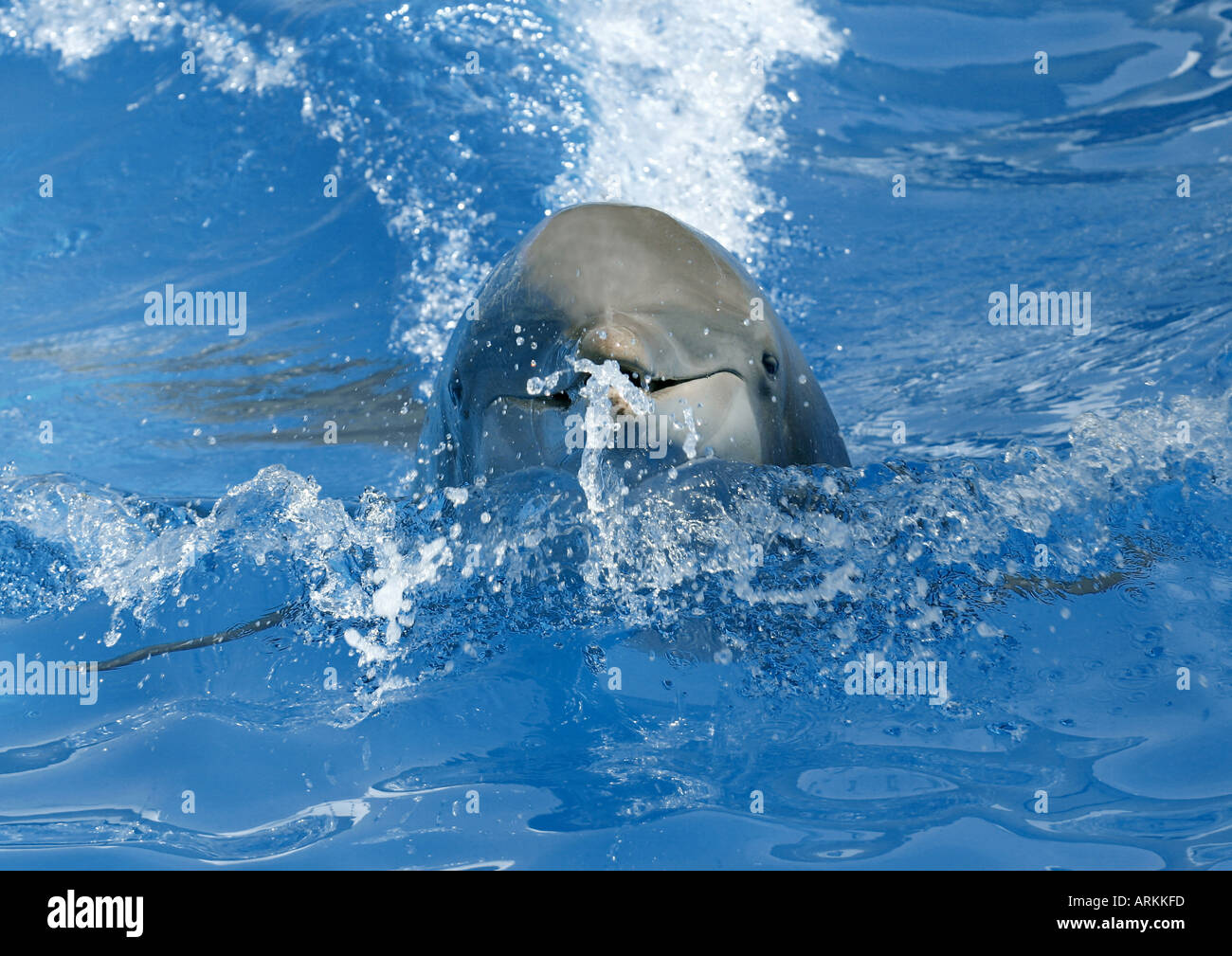 Tursiops tru hi-res stock photography and images - Alamy