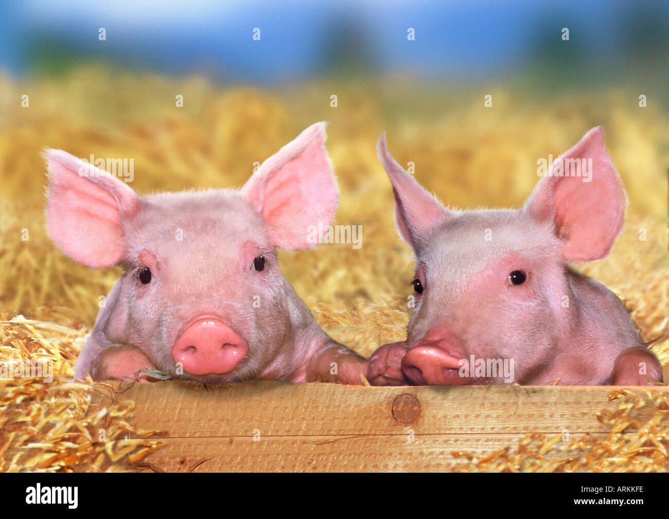 Domestic pig. Two piglets in straw Stock Photo - Alamy
