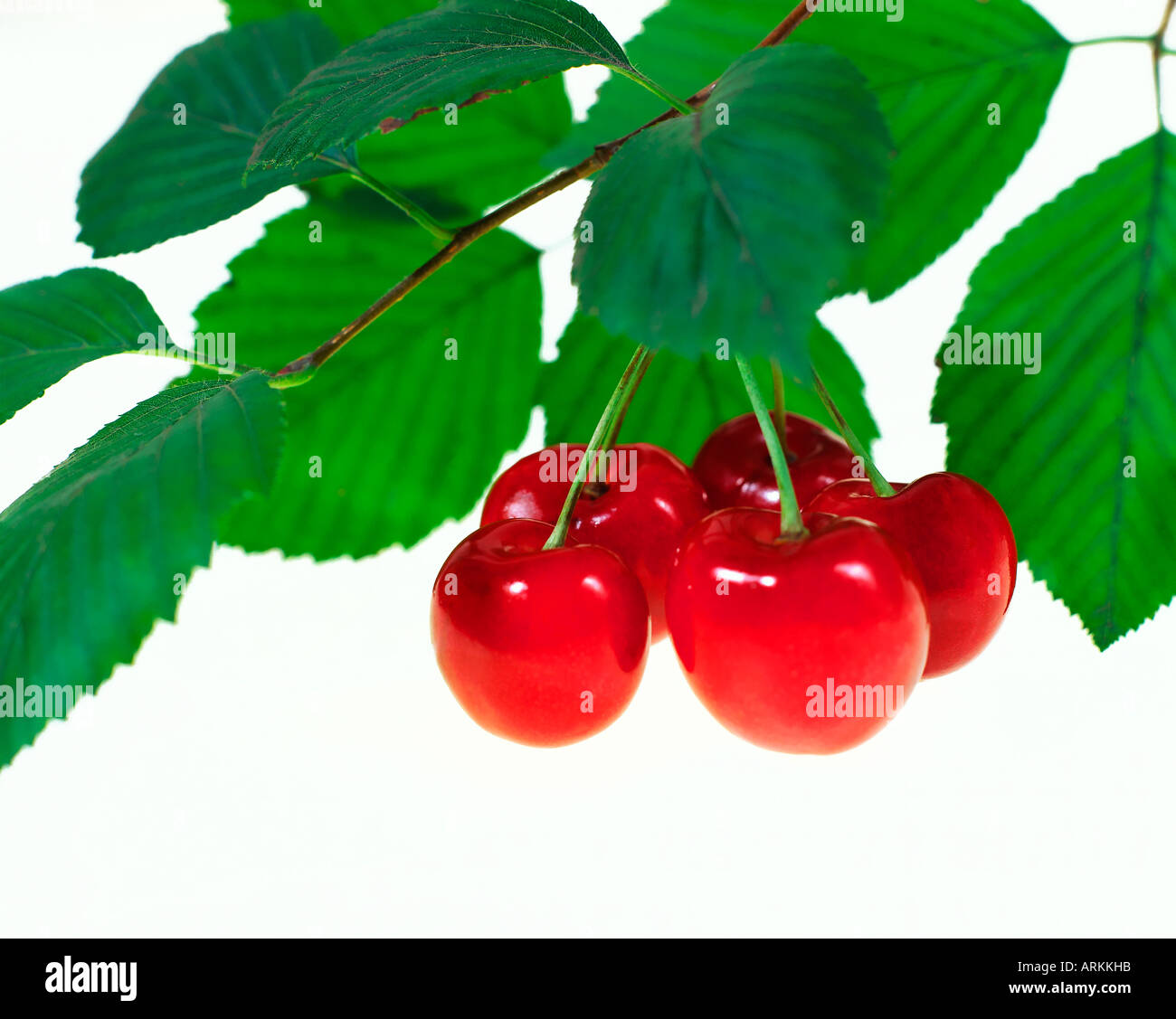 Cherries hanging from its tree Stock Photo - Alamy
