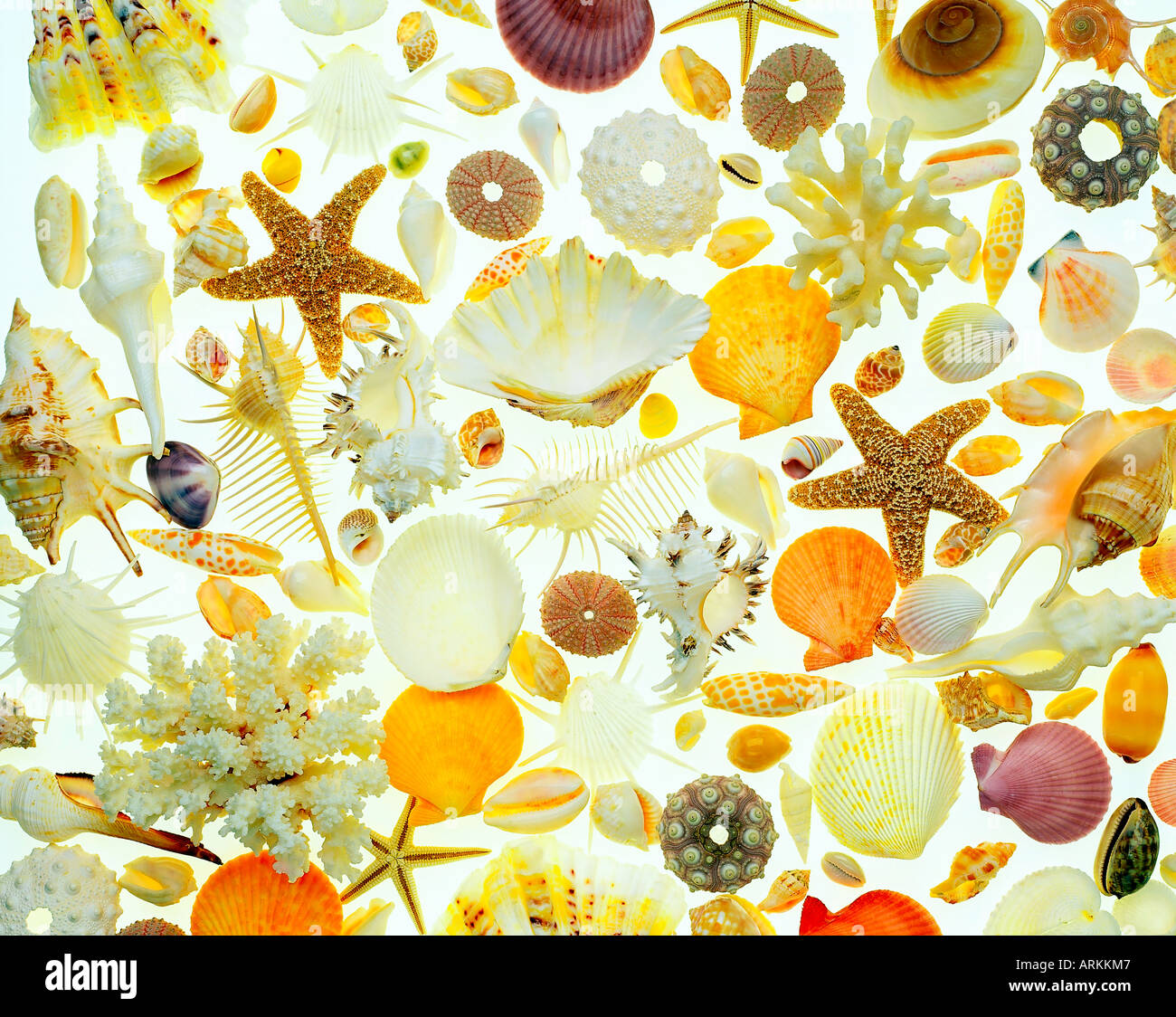 Mixture of shells Stock Photo - Alamy