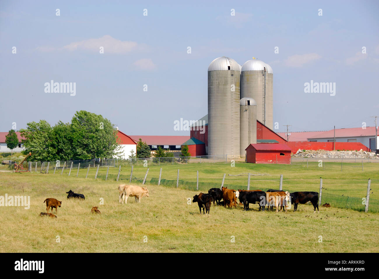 Cows in a pasture at an Indiana Farm IN Stock Photo - Alamy