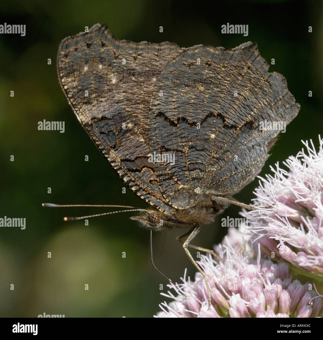 A Peacock butterfly Inachis io with closed wings showing the dark ...