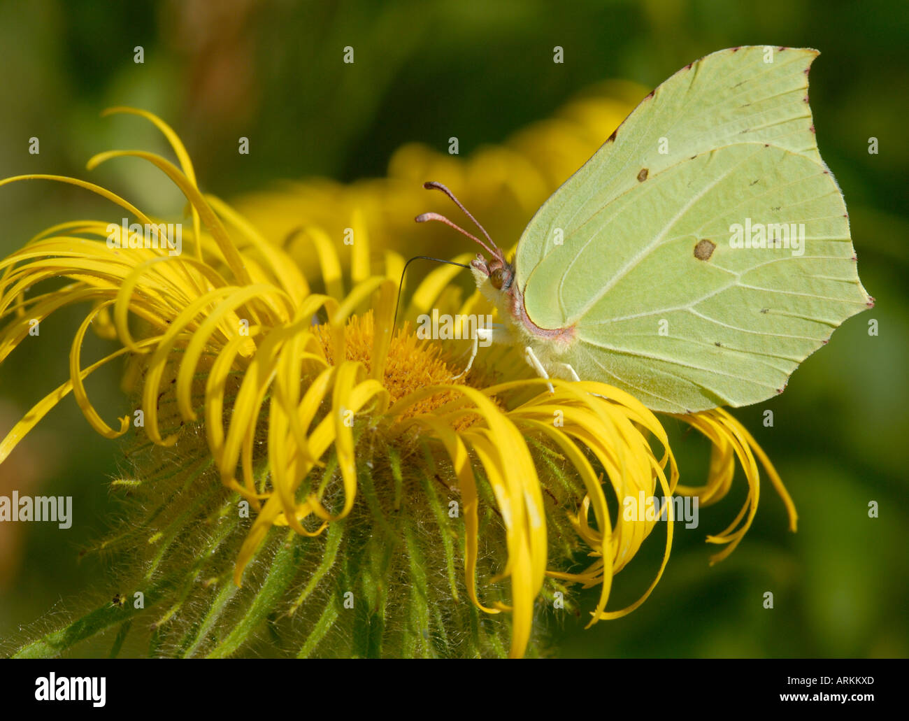 Yellow butterfly brimstone hi-res stock photography and images - Alamy