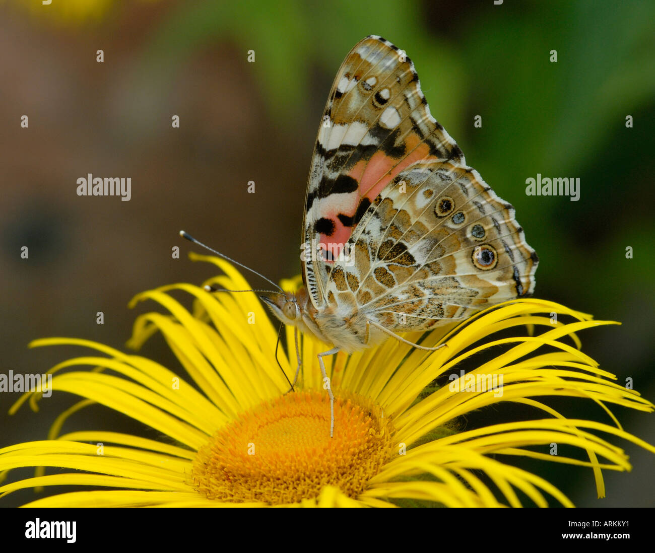 A Painted Lady Butterfly Vanessa cardui with wings closed showing the ...