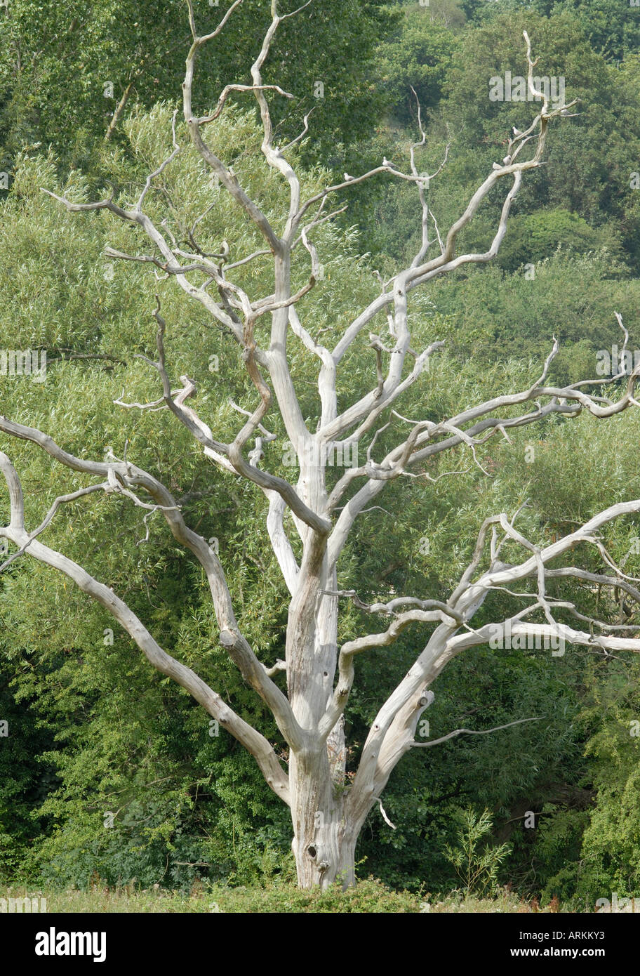 Bleached timber hi-res stock photography and images - Alamy
