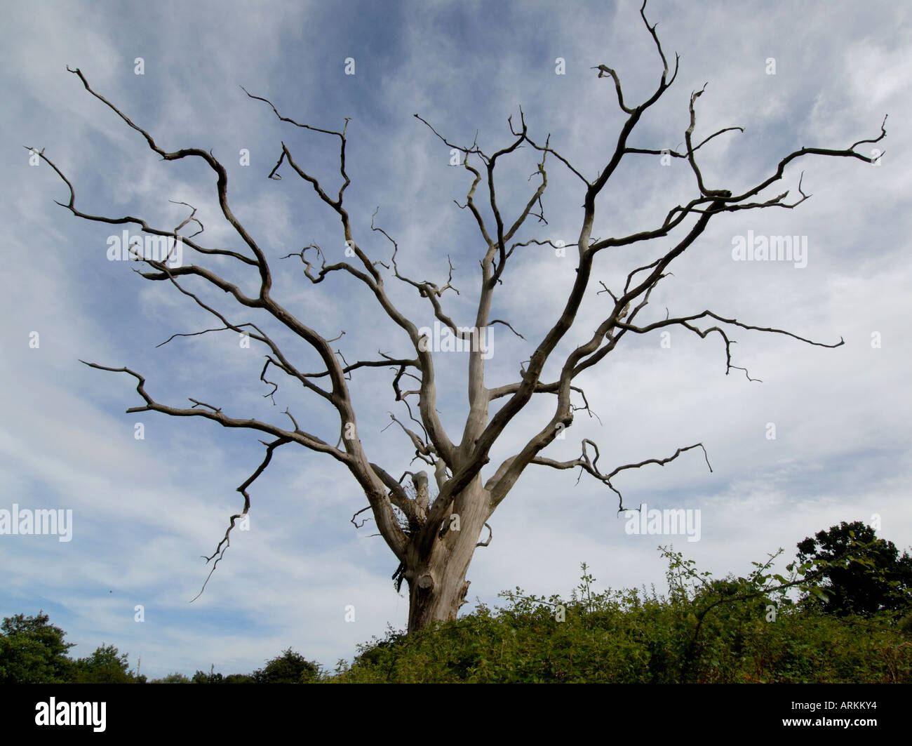 Bleached timber hi-res stock photography and images - Alamy