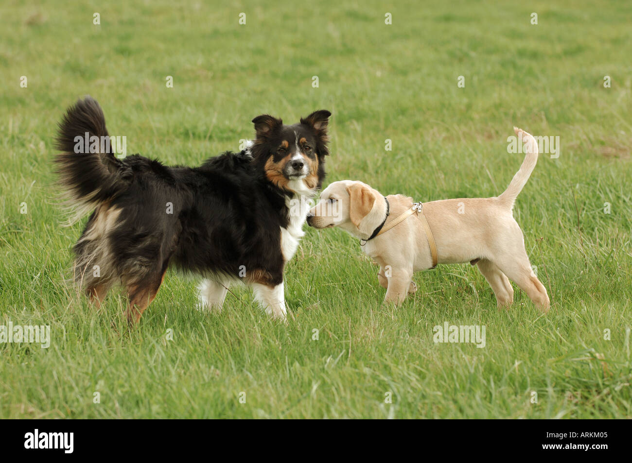 Border collie and Labrador retriever puppy Stock Photo - Alamy