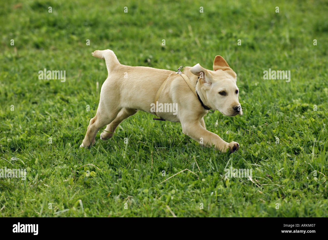 Labrador retriever puppy running on meadow Stock Photo - Alamy