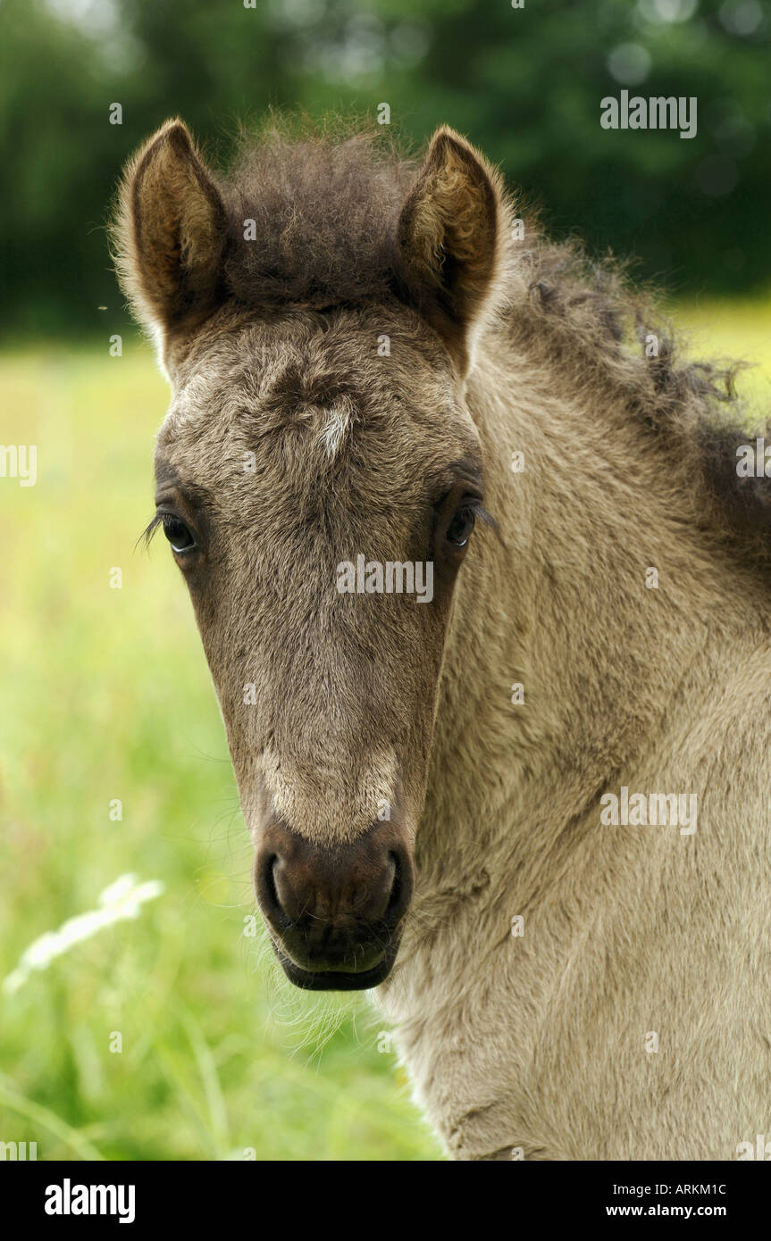 Icelandic foal portrait Stock Photo - Alamy