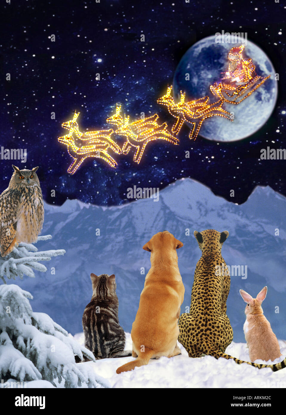 animal santa claus Stock Photo - Alamy