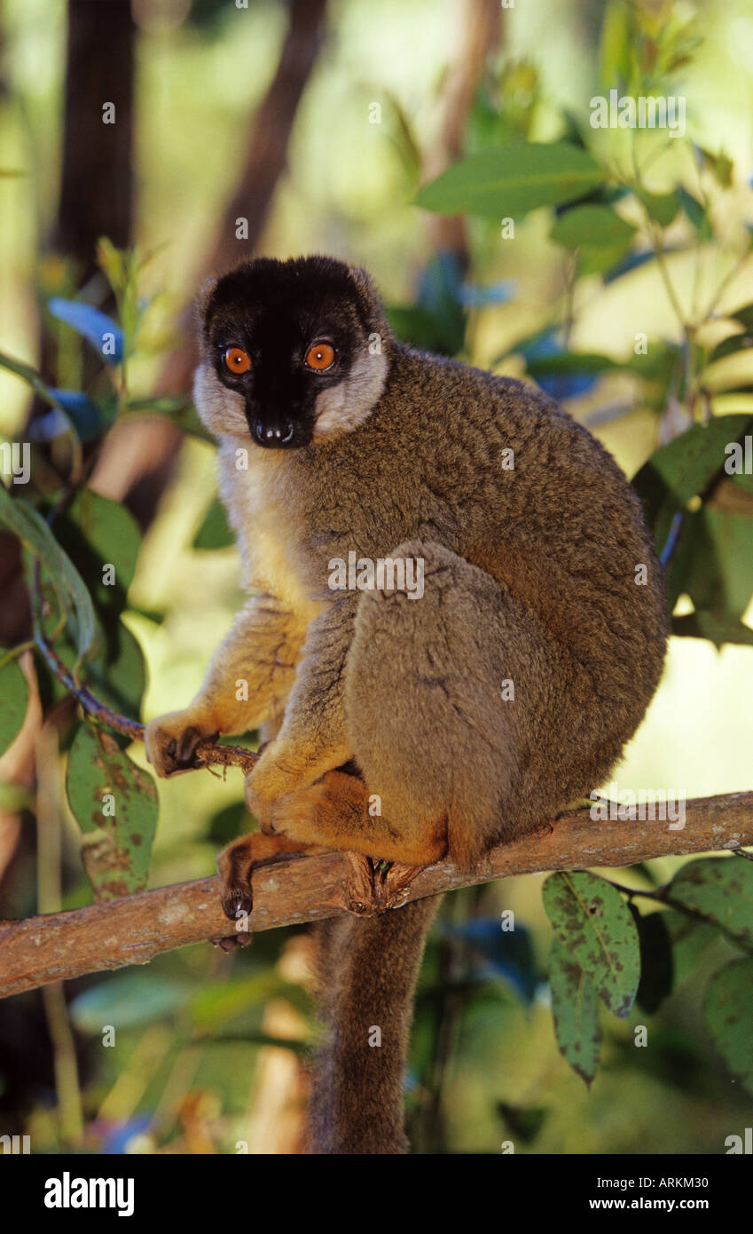 lemur fulvus rufus red fronted lemur Stock Photo - Alamy