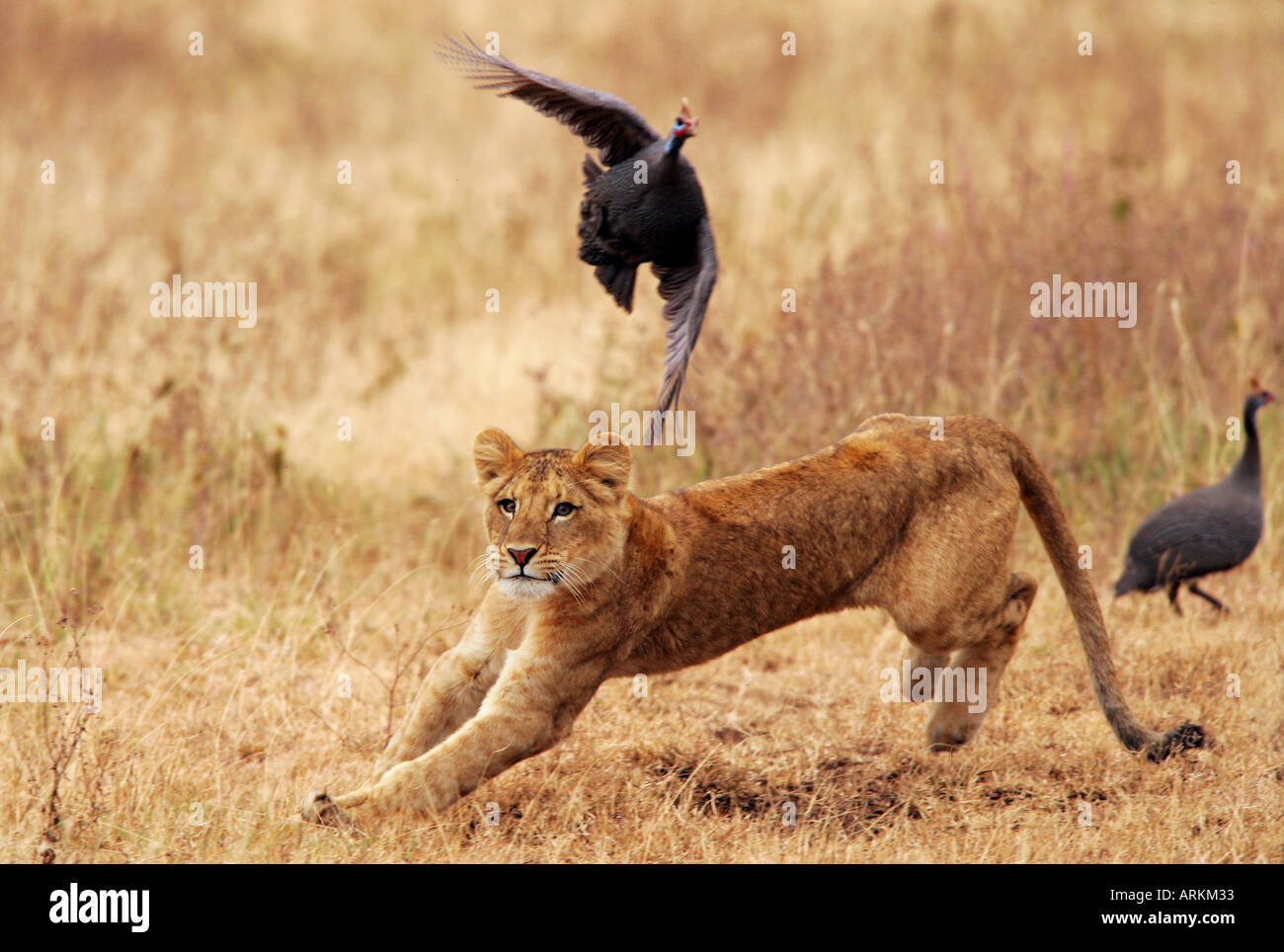 Flying Beast High Resolution Stock Photography and Images - Alamy