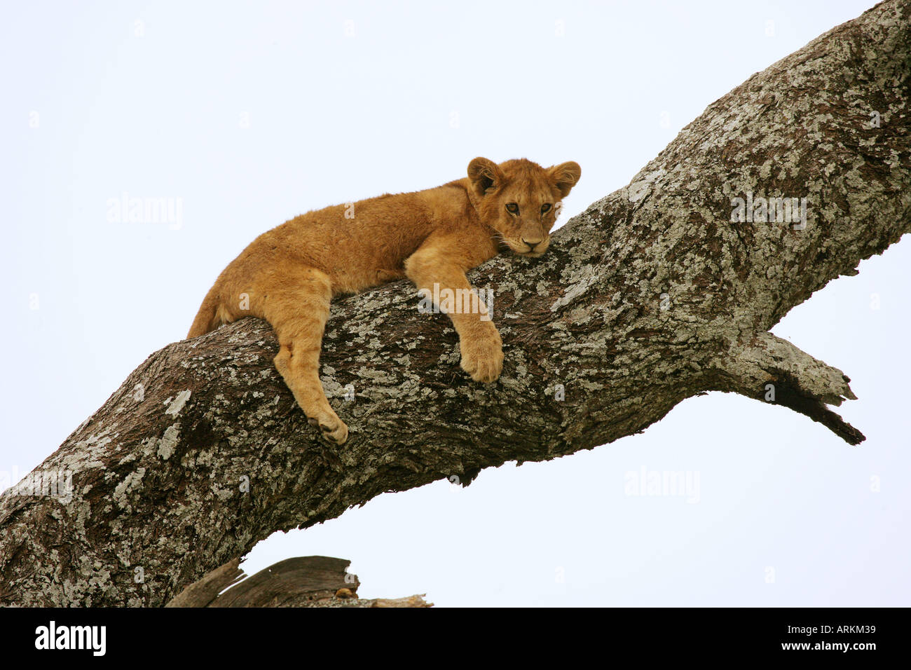 young lion lying on branch Panthera leo Stock Photo - Alamy