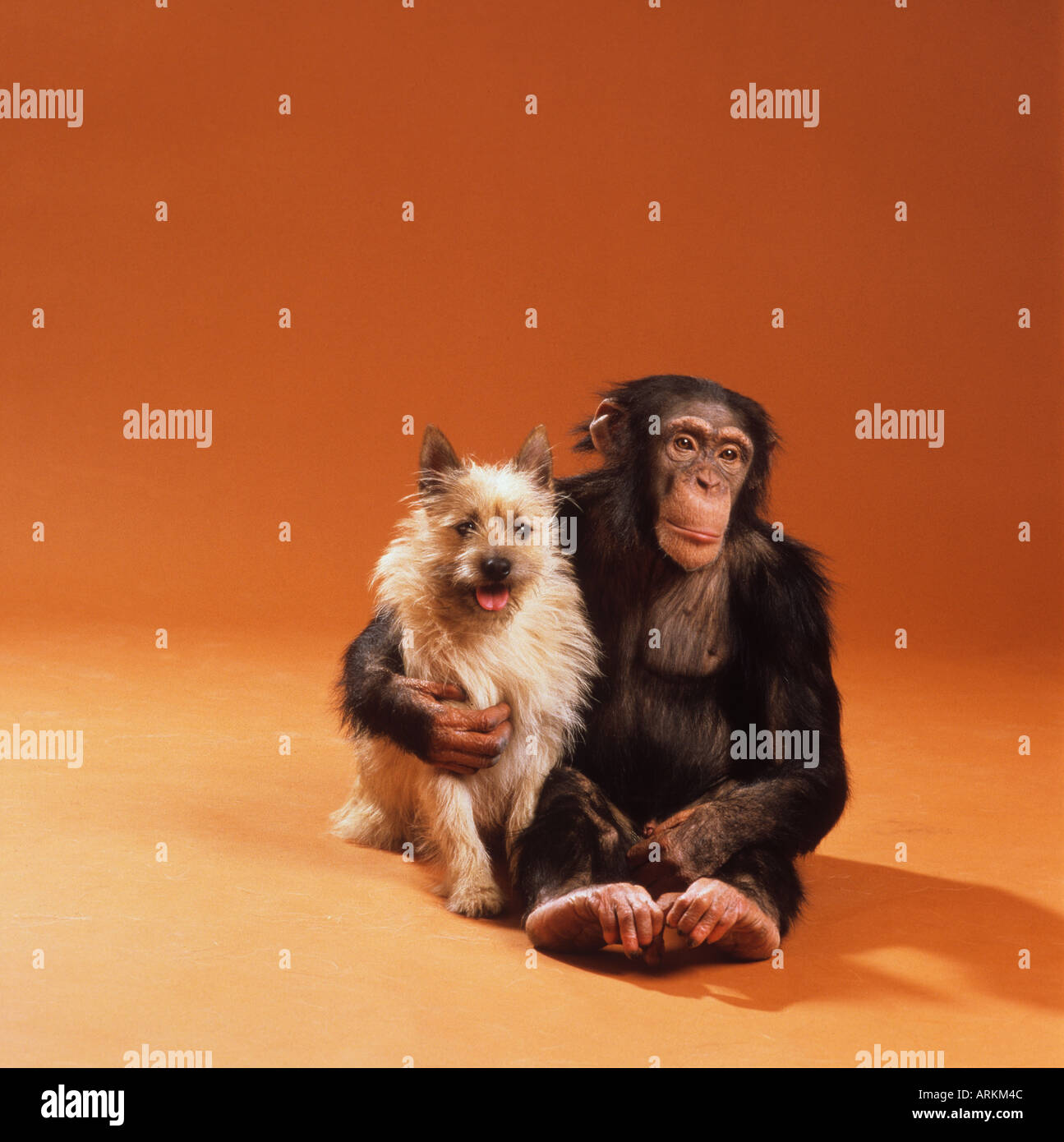 Animal friendship . Chimpanzee sitting with a dog in its arm Stock ...