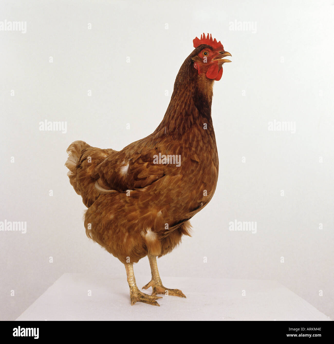 Domestic chicken. Brown hen seen side-on. Studio picture against a ...