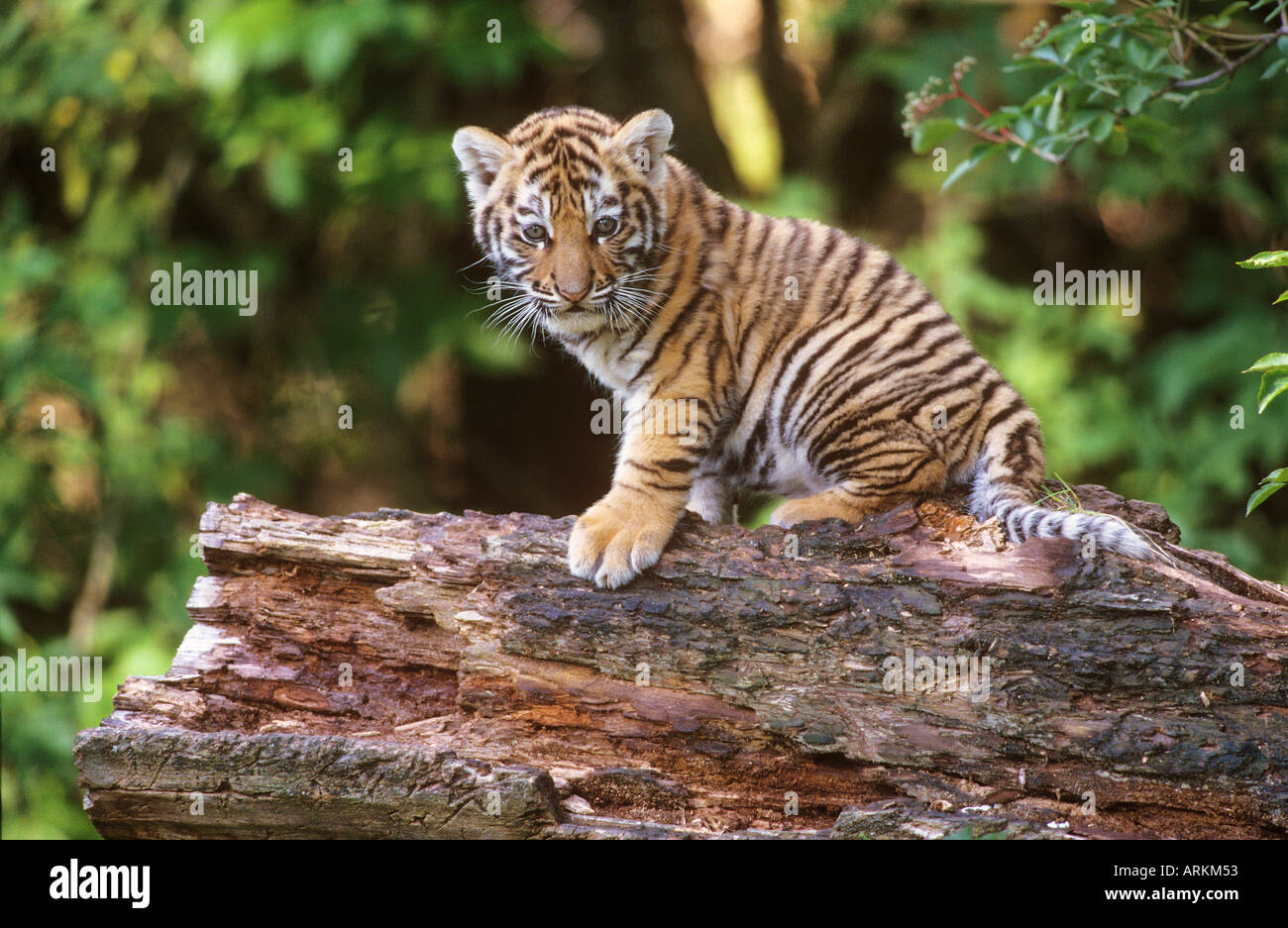 Siberian Tiger (Panthera tigris altaica). Cub on tree trunk Stock Photo ...