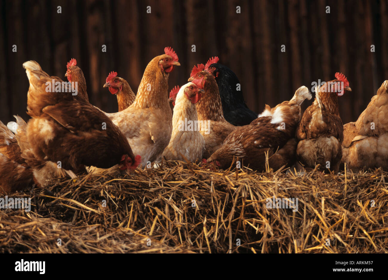 chickens - on dunghill Stock Photo - Alamy