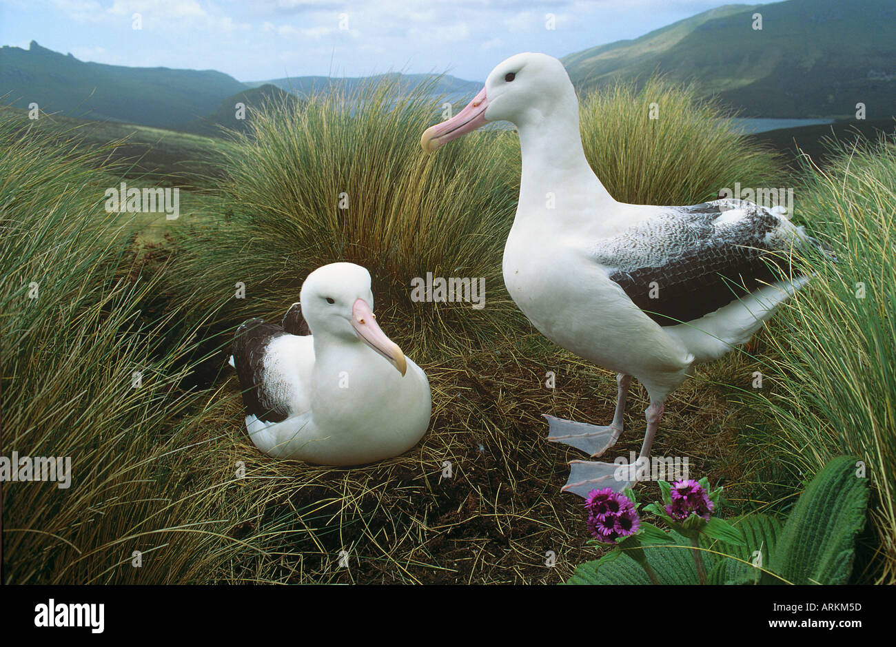 Albatros Bird Pair High Resolution Stock Photography and Images - Alamy