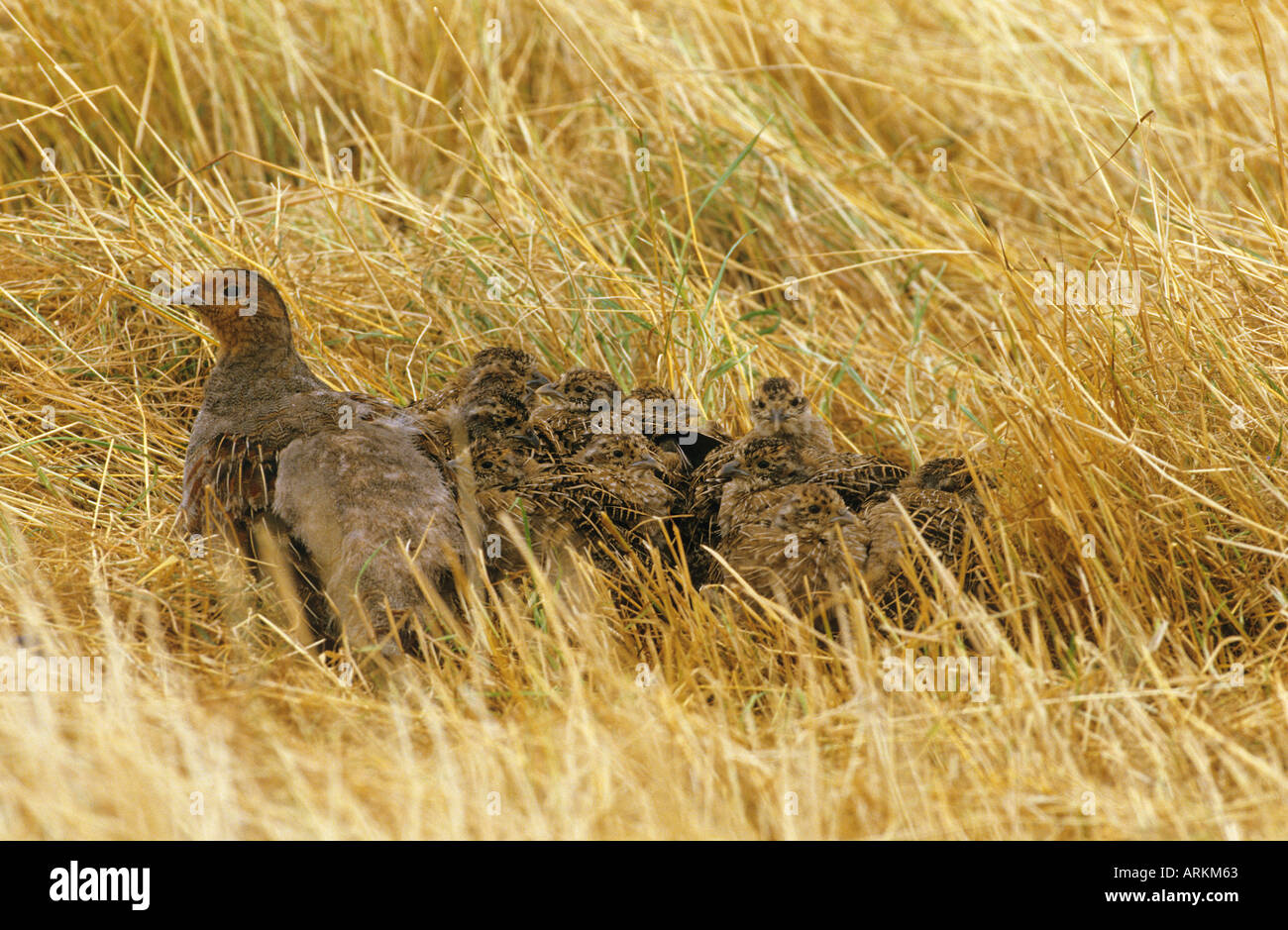 Grey partridge chicks hi-res stock photography and images - Alamy