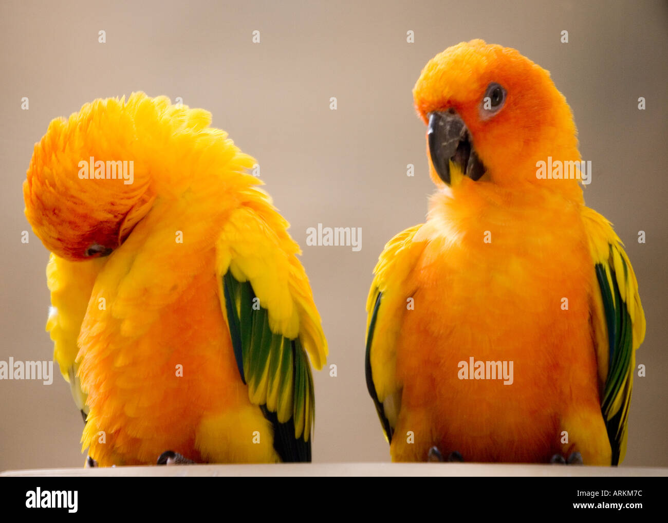 Sun Conures, Aratinga solstitialis taken at Palmitos Park, Gran Canaria ...