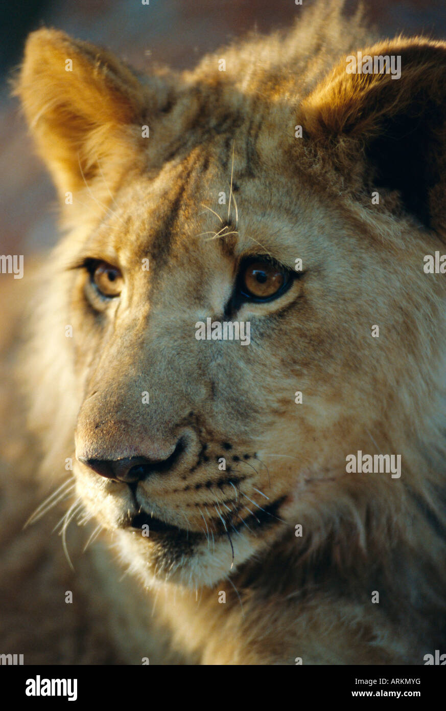 Lion cub face vertical hi-res stock photography and images - Alamy
