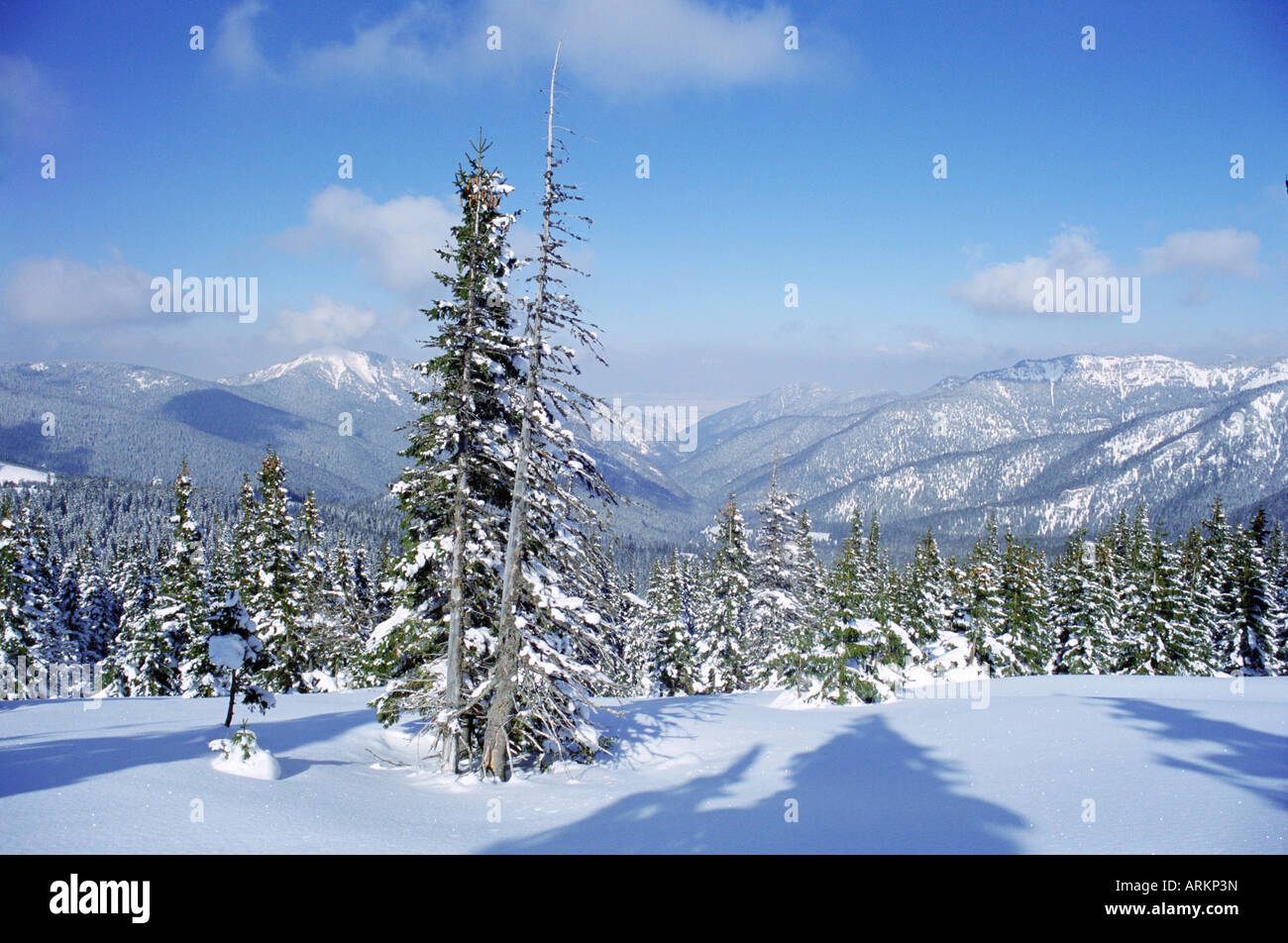 The snow covered pines form a regular pattern along a trail in the ...