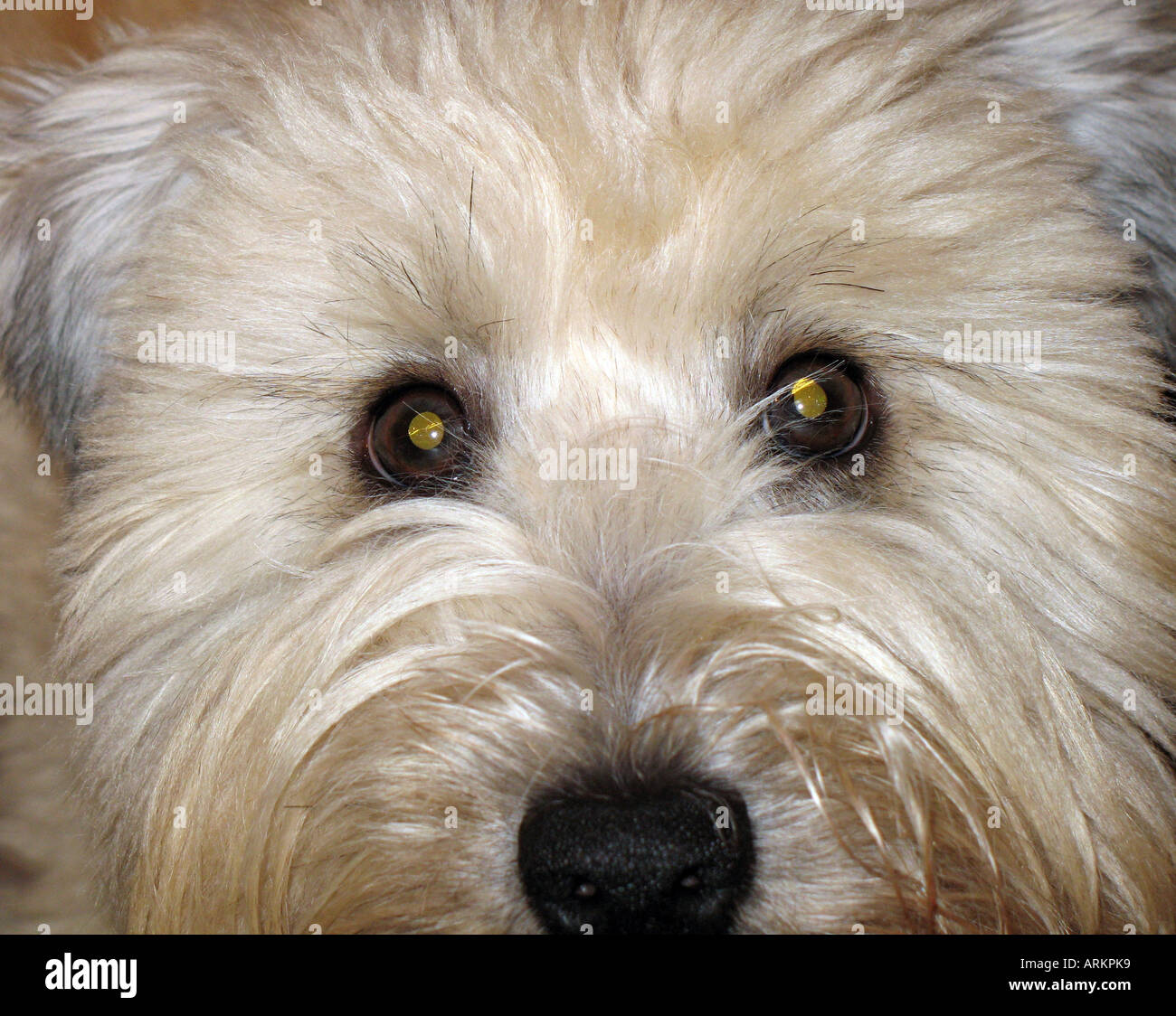 Soft Coated Wheaten Terrier close up of face Stock Photo - Alamy