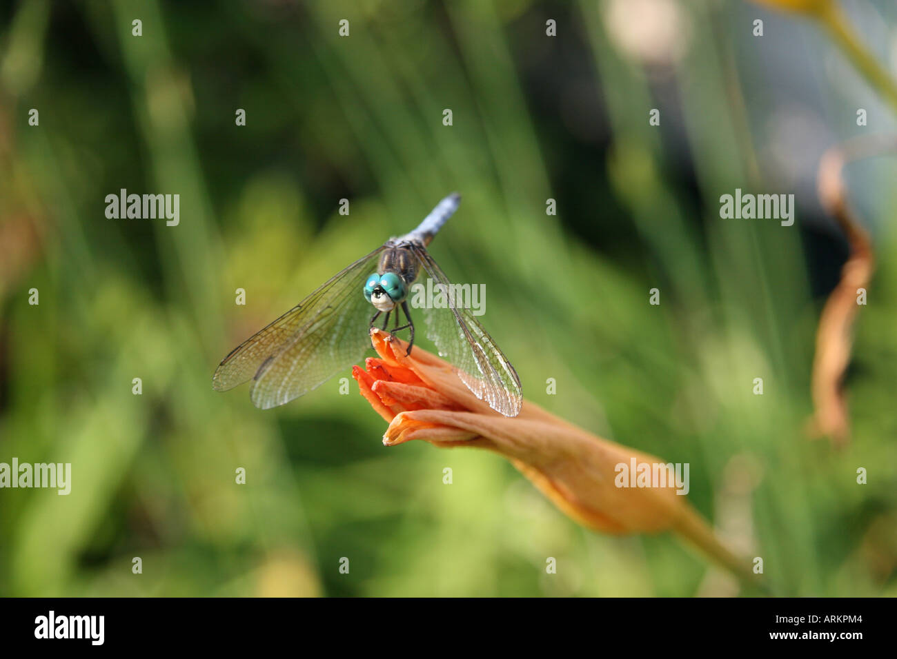 Tiger dragonfly hi-res stock photography and images - Alamy