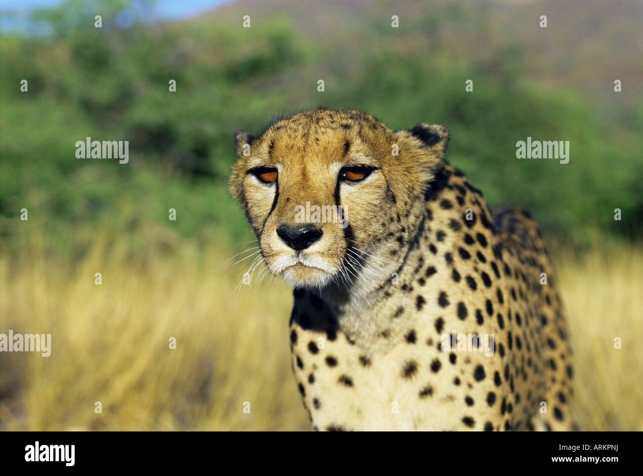 Cheetah, Namibia, Africa Stock Photo - Alamy