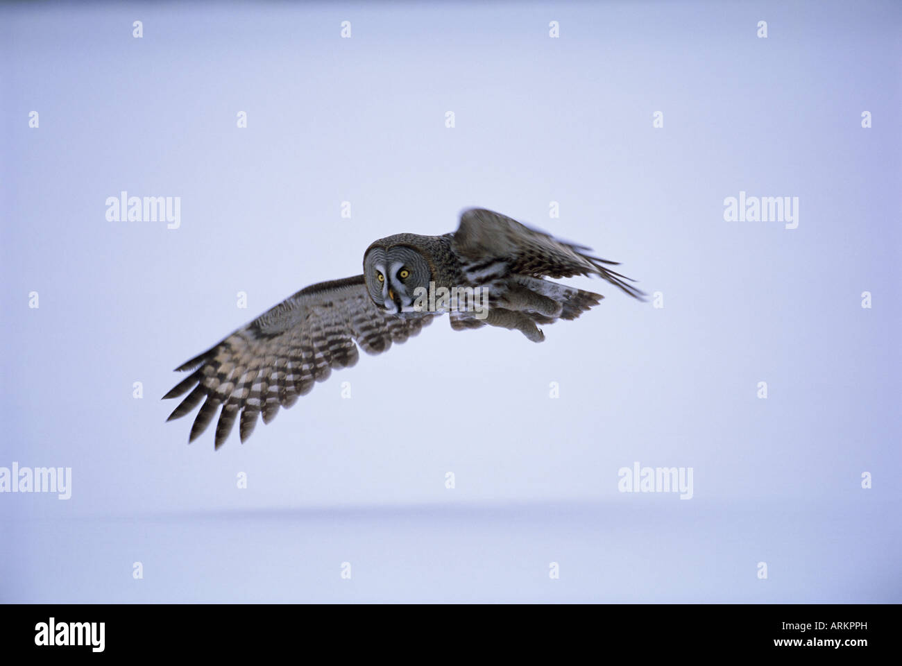 Great grey owl hi-res stock photography and images - Alamy