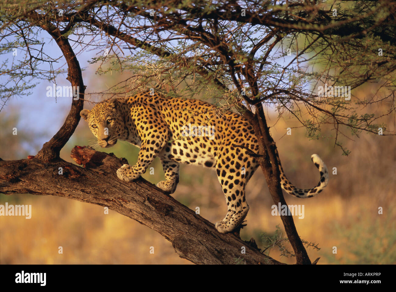Leopard (Panthera pardus) in a tree, Namibia, Africa Stock Photo - Alamy