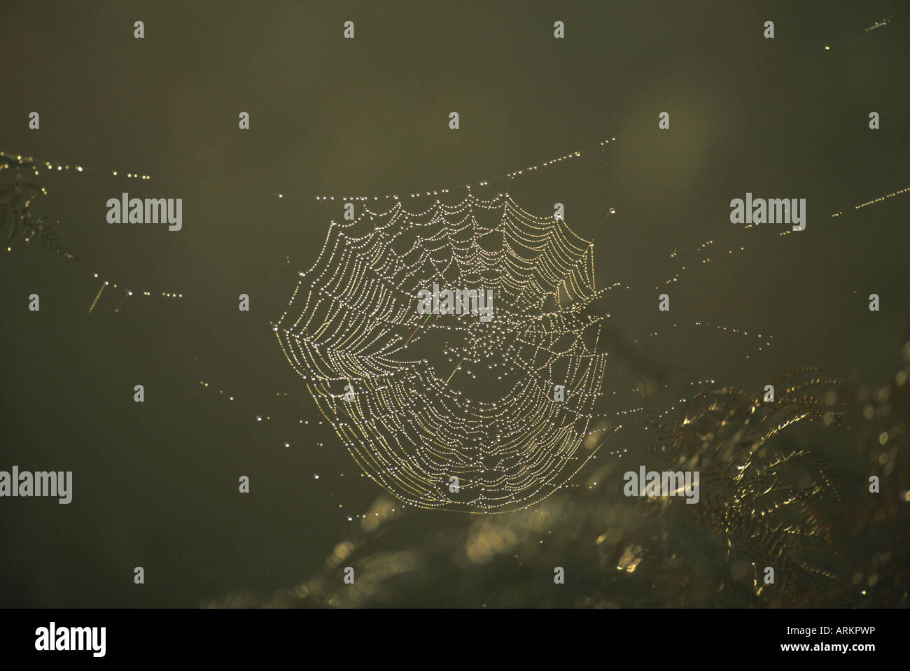 Spiders web with negative space hi-res stock photography and images - Alamy