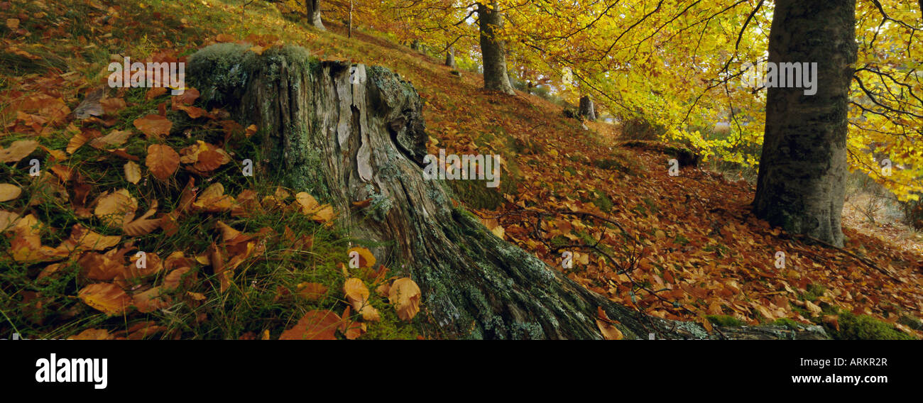 Kent Woodland High Resolution Stock Photography and Images - Alamy