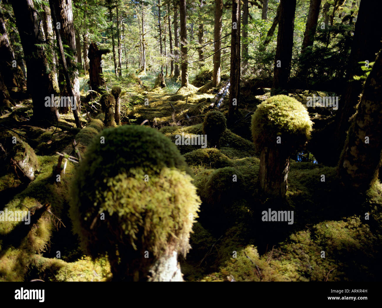 Queen charlotte islands hi-res stock photography and images - Alamy
