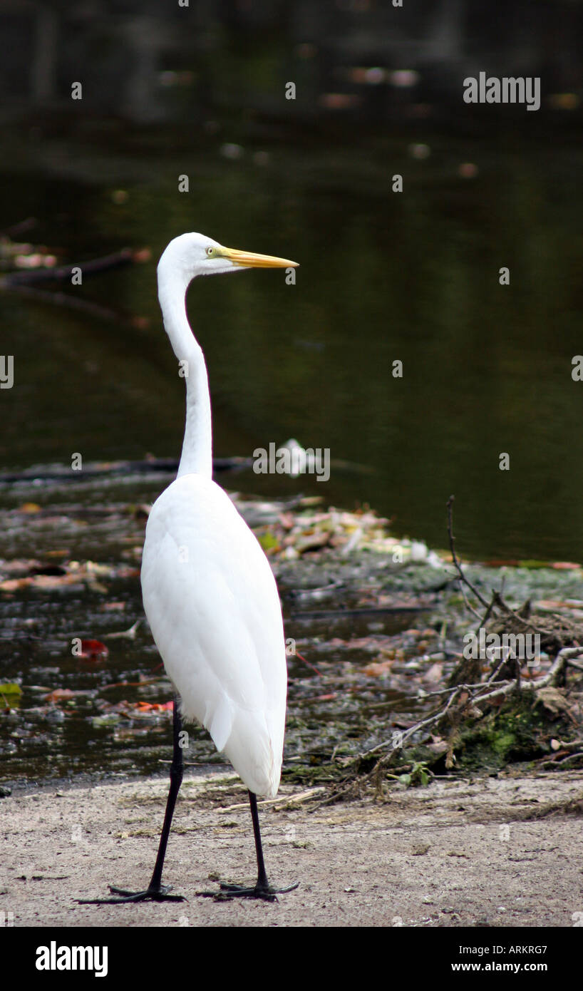 Great egret standing hi-res stock photography and images - Alamy