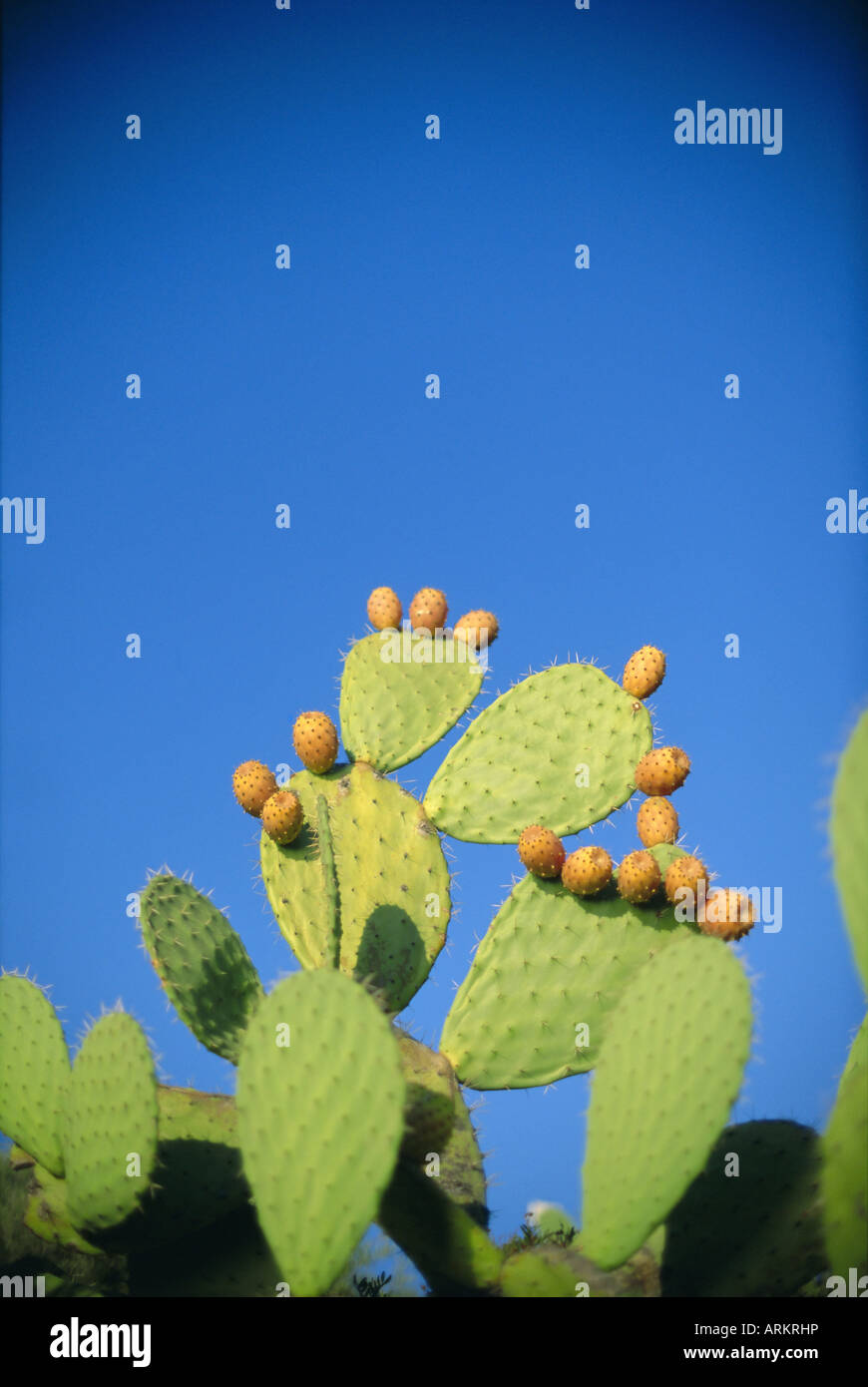 Prickly pear cactus, Sardinia, Italy, Mediterranean, Europe Stock Photo ...