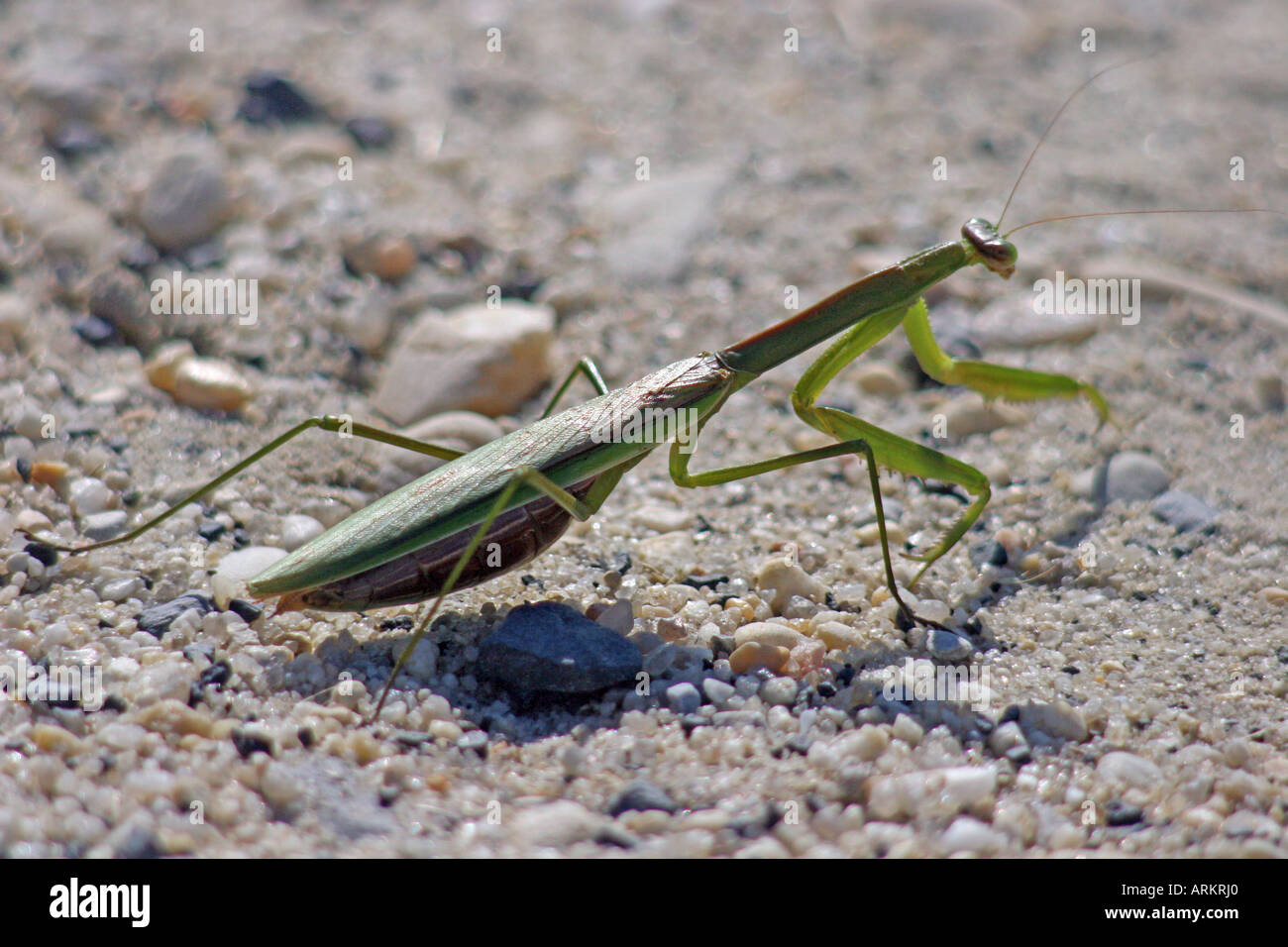 Praying Mantis viewed from side Stock Photo - Alamy