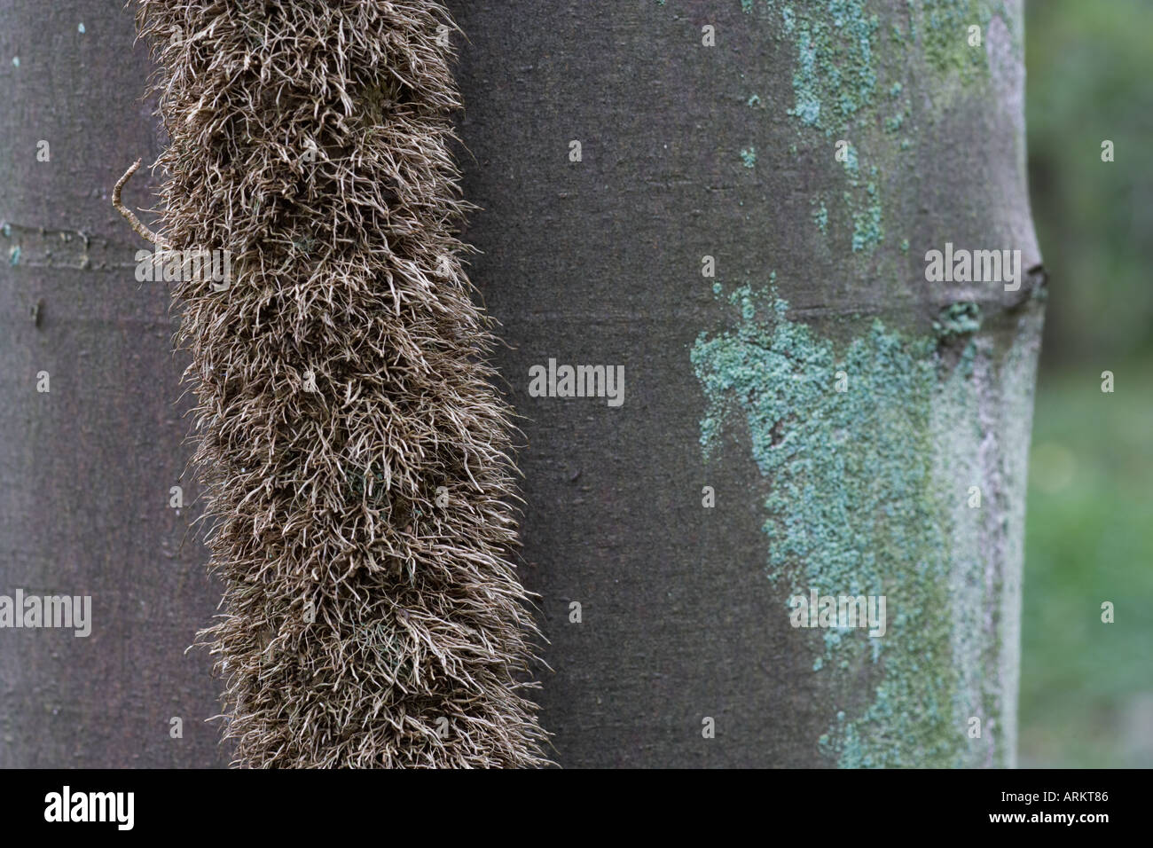 ancient woodland in Silverdale stem of ivy climbing up sycamore tree in ...