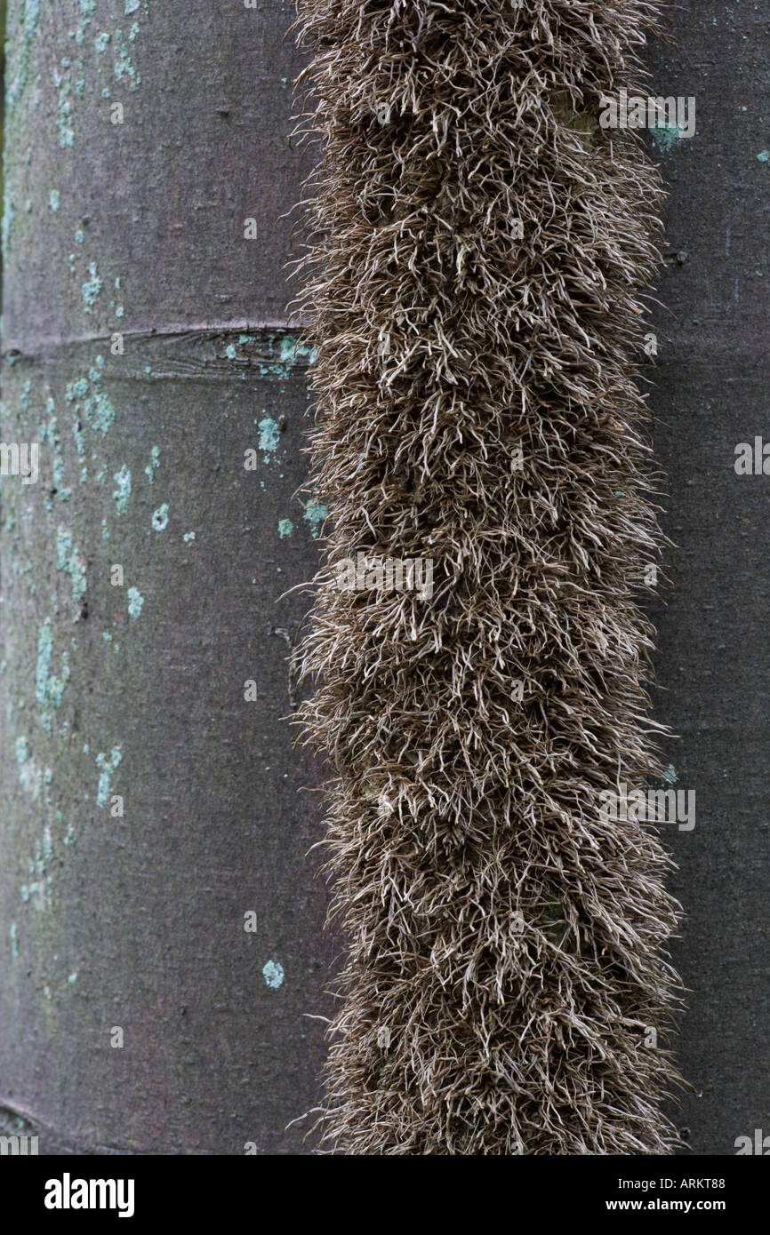 ancient woodland in Silverdale stem of ivy climbing up sycamore tree in ...